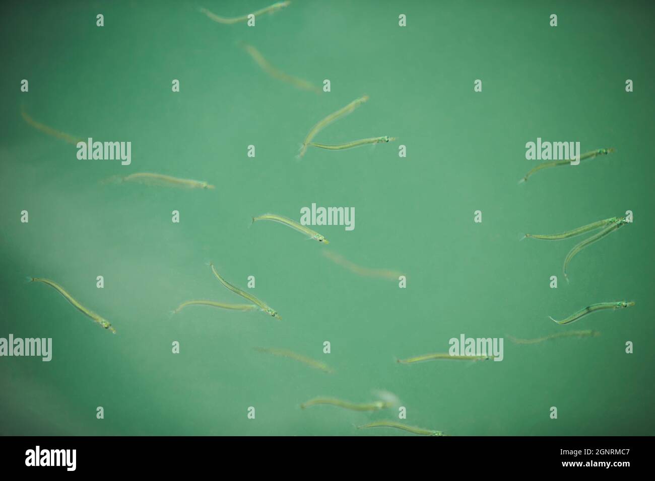 Small sandeel fishes in sea water Stock Photo - Alamy