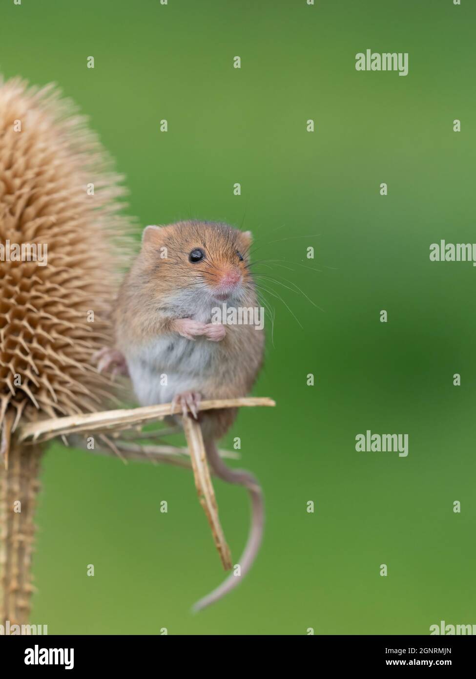 Eurasian Harvest Mouse (Micromys minutus) climbing on Teasel seed head ...