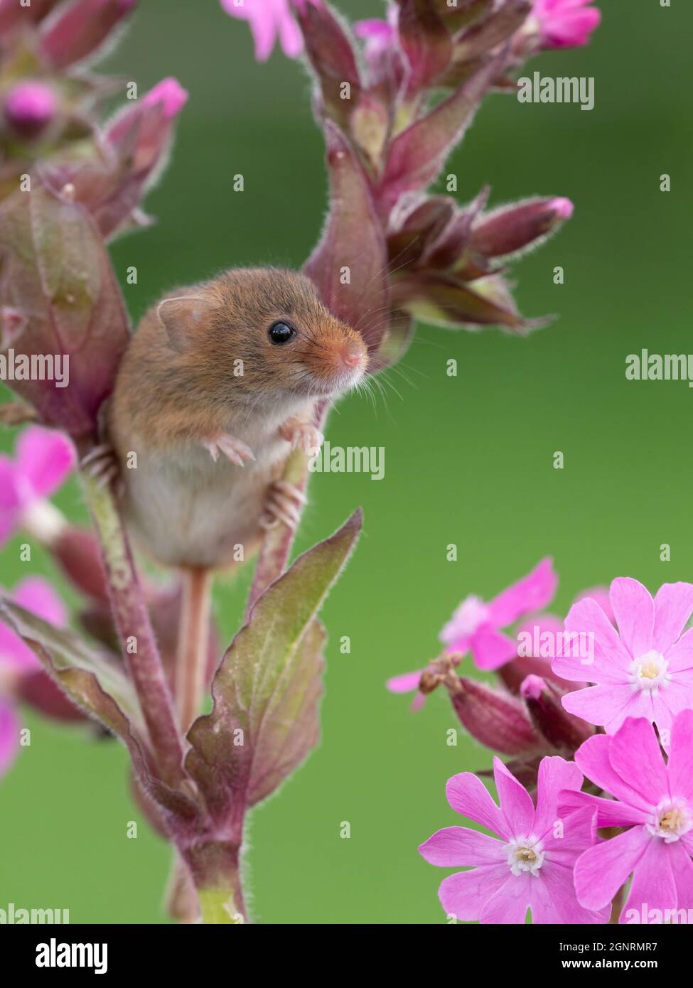 Eurasian Harvest Mouse (Micromys minutus) climbing on Red campion ...