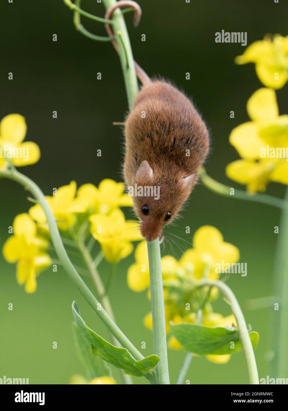Eurasian Harvest Mouse (Micromys minutus) climbing up plant stem, UK ...
