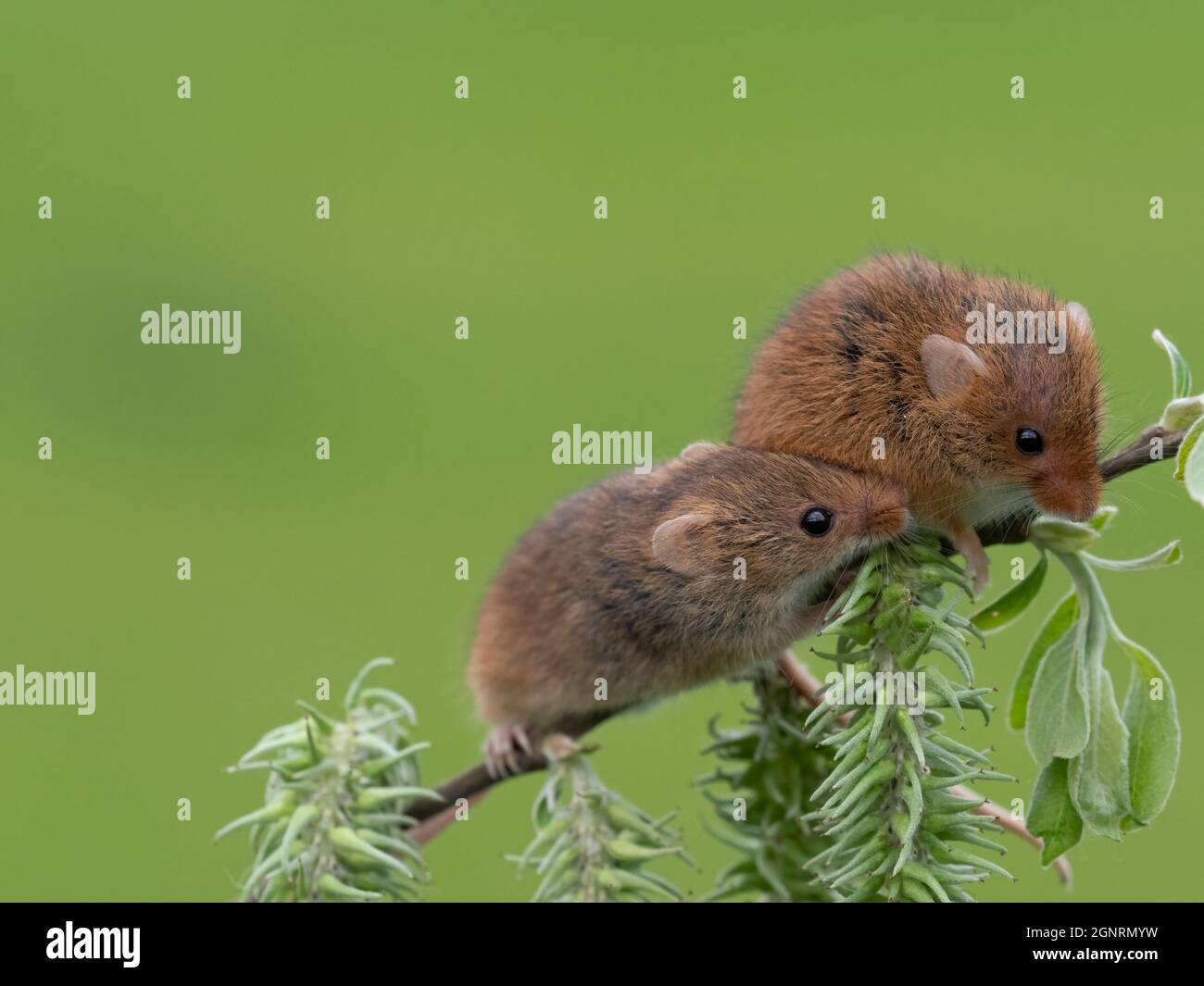 Eurasian Harvest Mouse (Micromys minutus) pair climbing on Goat Willow ...