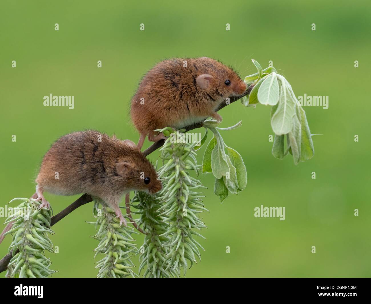 Eurasian Harvest Mouse (Micromys minutus) pair climbing on Goat Willow ...