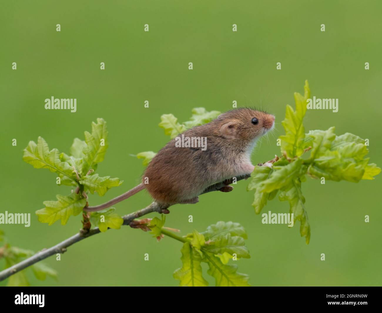 Eurasian Harvest Mouse (Micromys minutus) climbing on Oak Tree branch ...