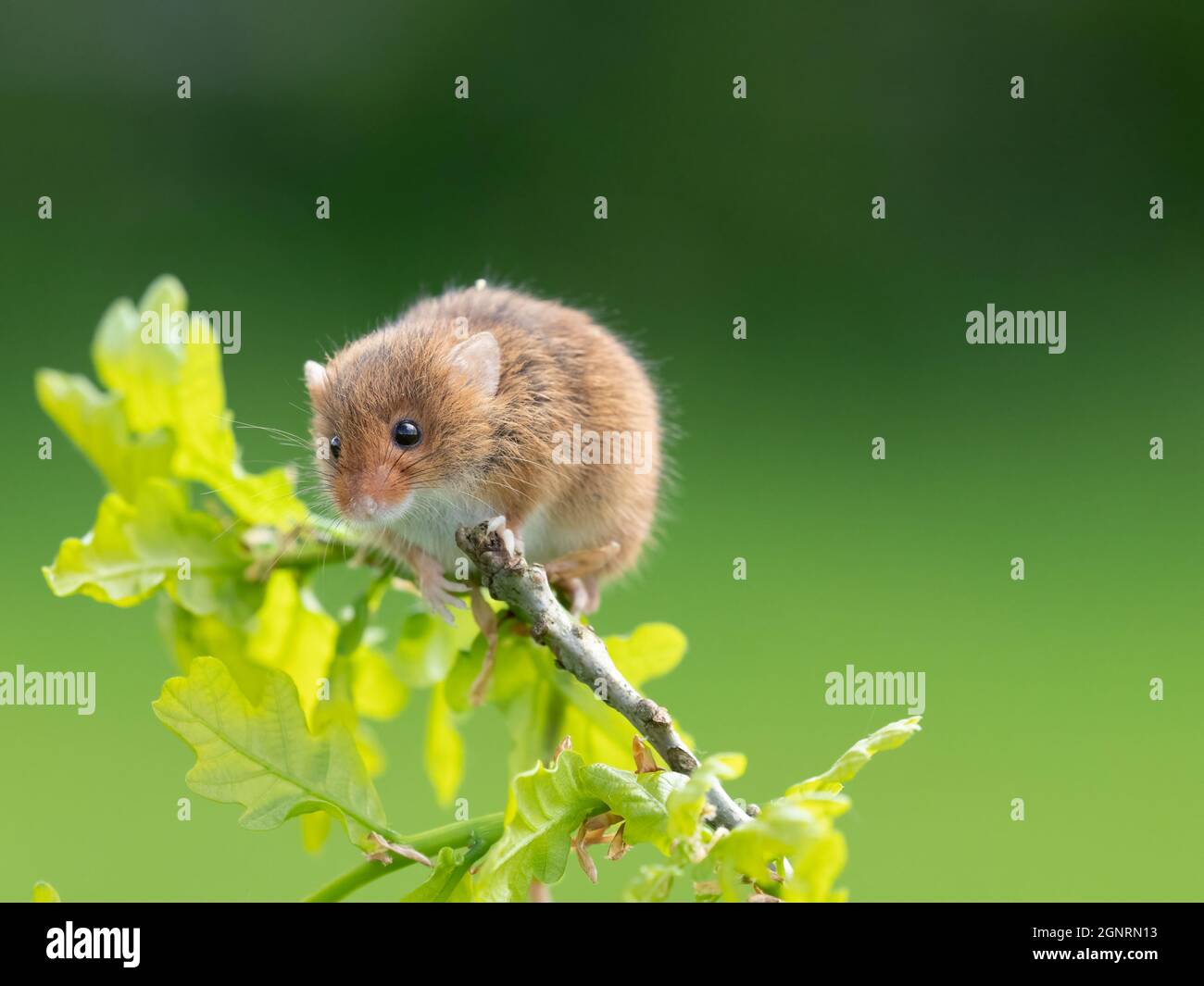 Eurasian Harvest Mouse (Micromys minutus) climbing on Oak Tree branch ...