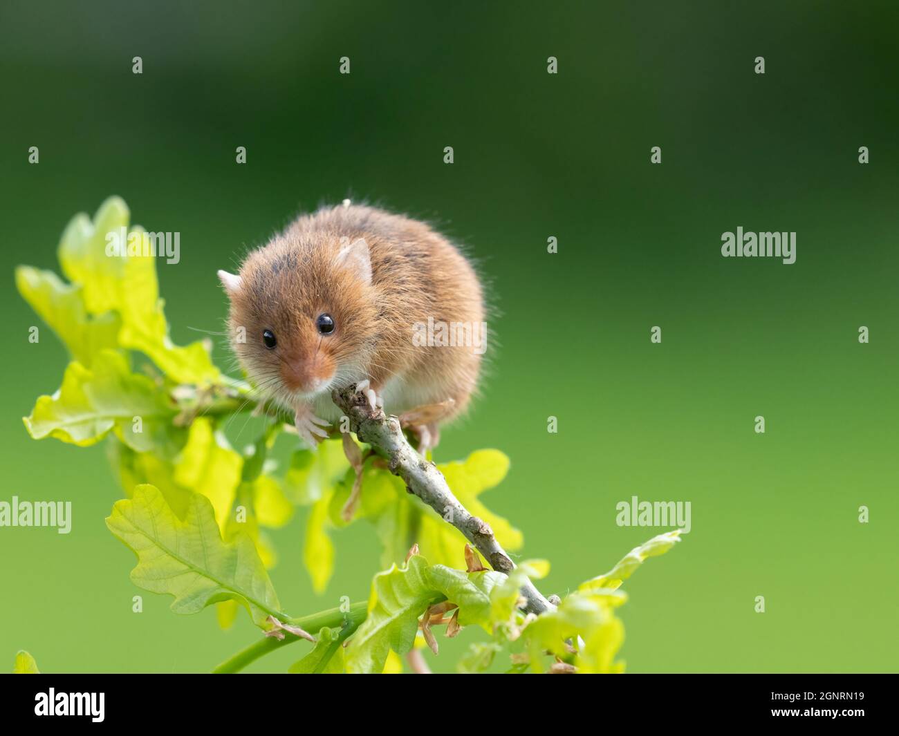 Eurasian Harvest Mouse (Micromys minutus) climbing on Oak Tree branch ...