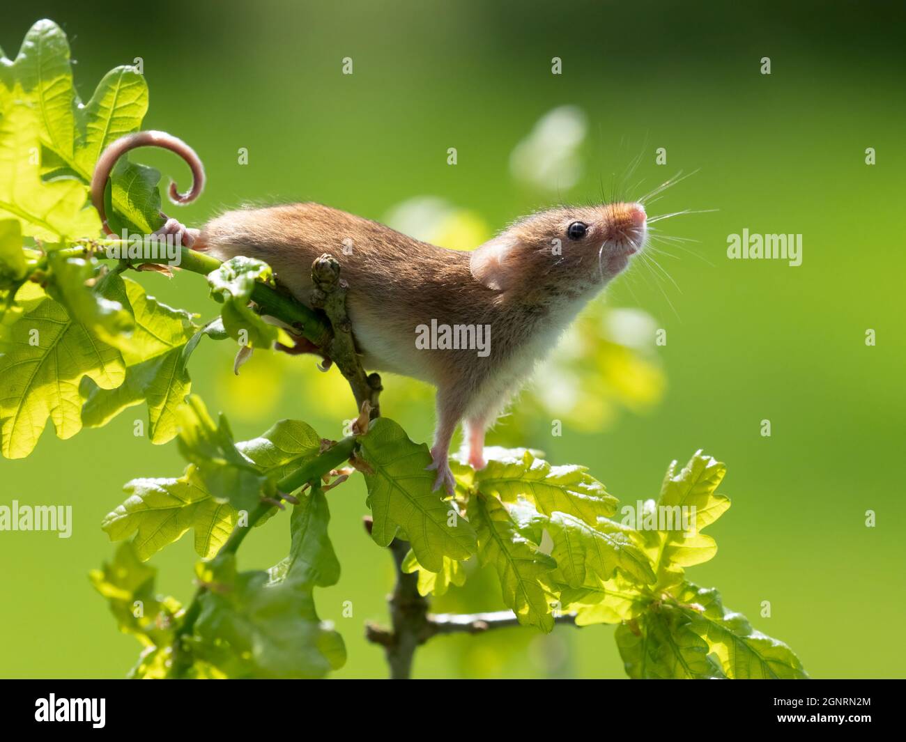 Eurasian Harvest Mouse (Micromys minutus) climbing on Oak Tree branch ...