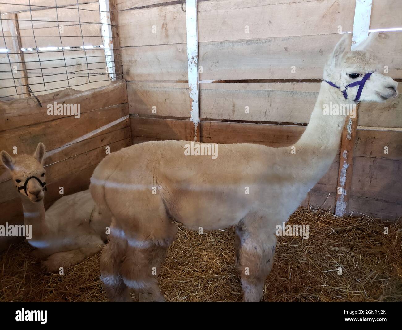 Pair of Alpacas in a Pen Stock Photo - Alamy