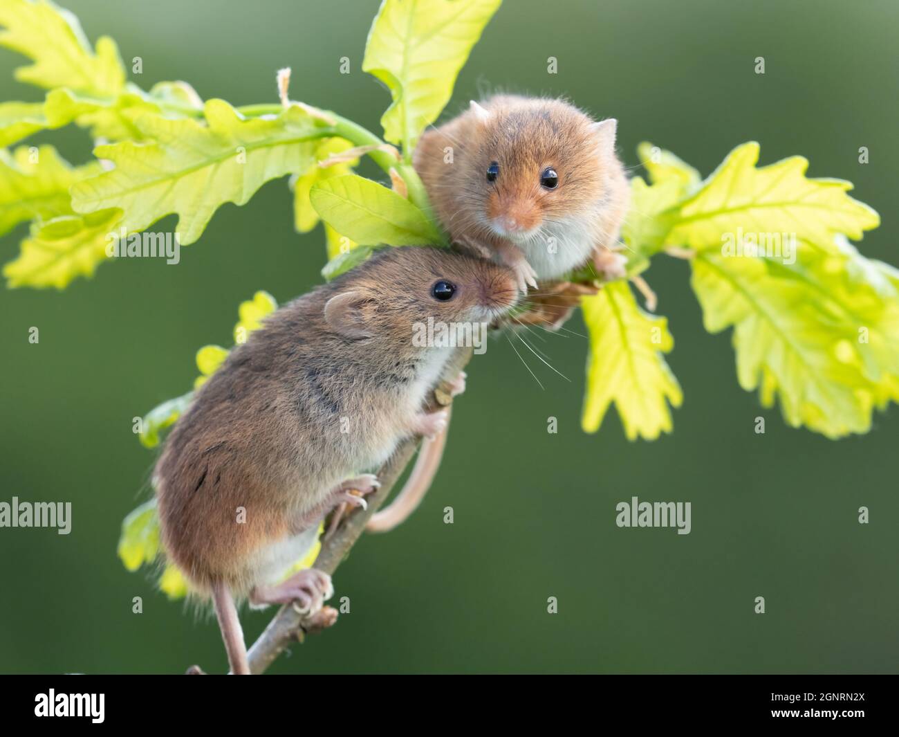 Eurasian Harvest Mouse (Micromys minutus) pair climbing on Oak Tree ...