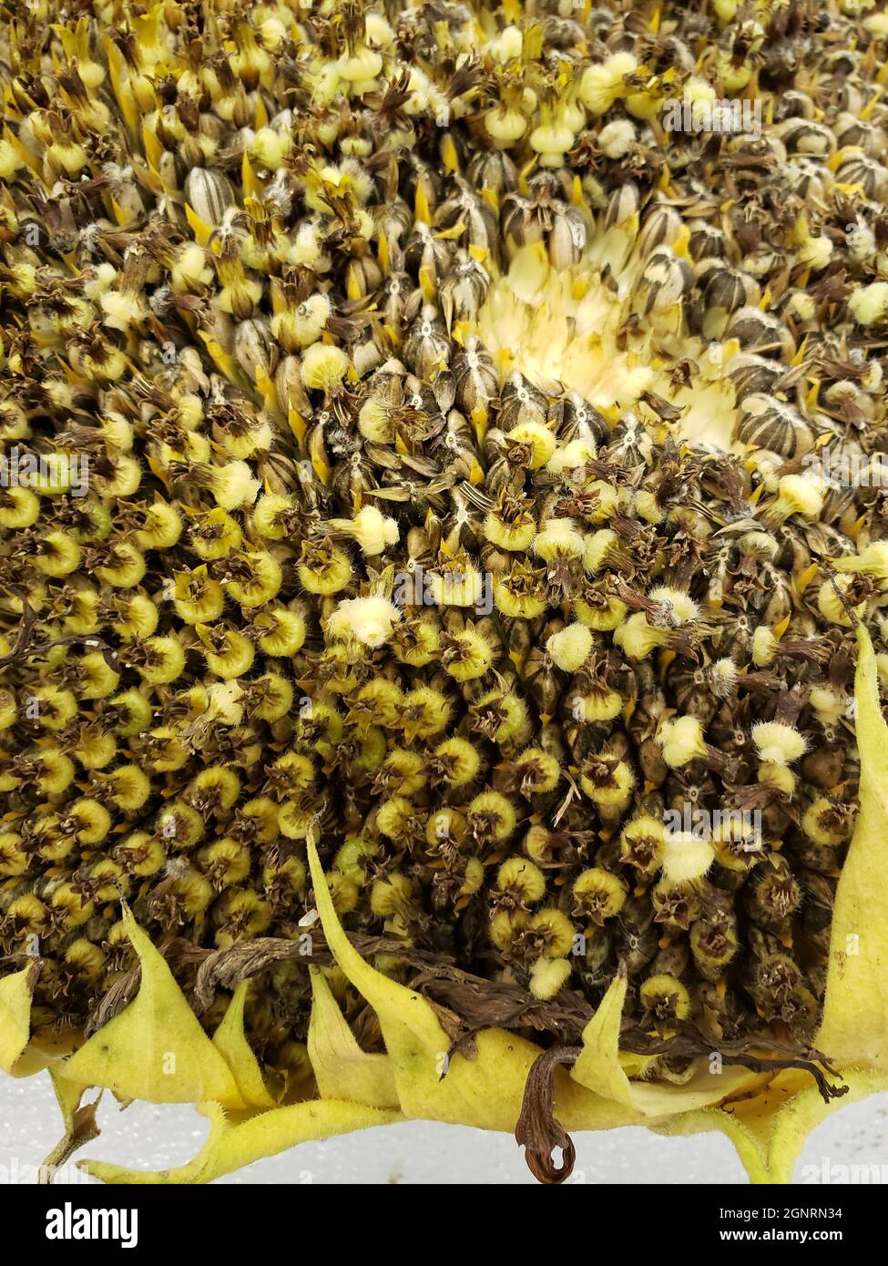 Giant sunflower head hi-res stock photography and images - Alamy