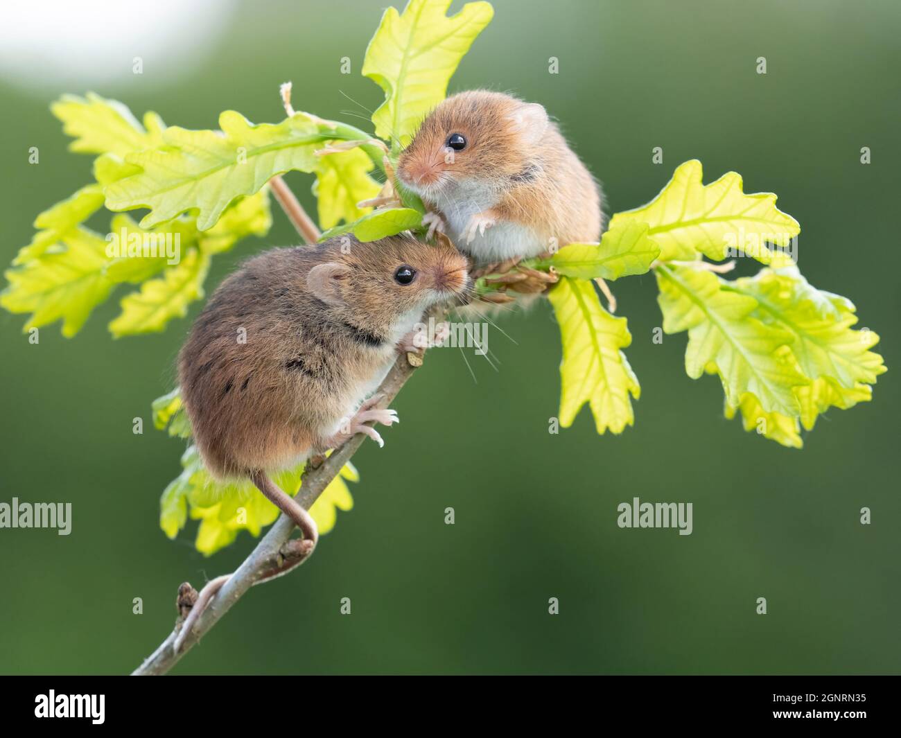 Eurasian Harvest Mouse (Micromys minutus) pair climbing on Oak Tree ...