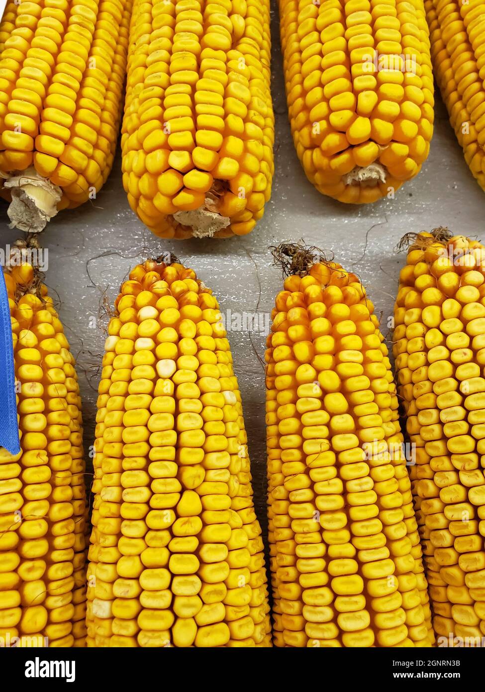 Closeup of Dried Yellow Corn Stock Photo - Alamy