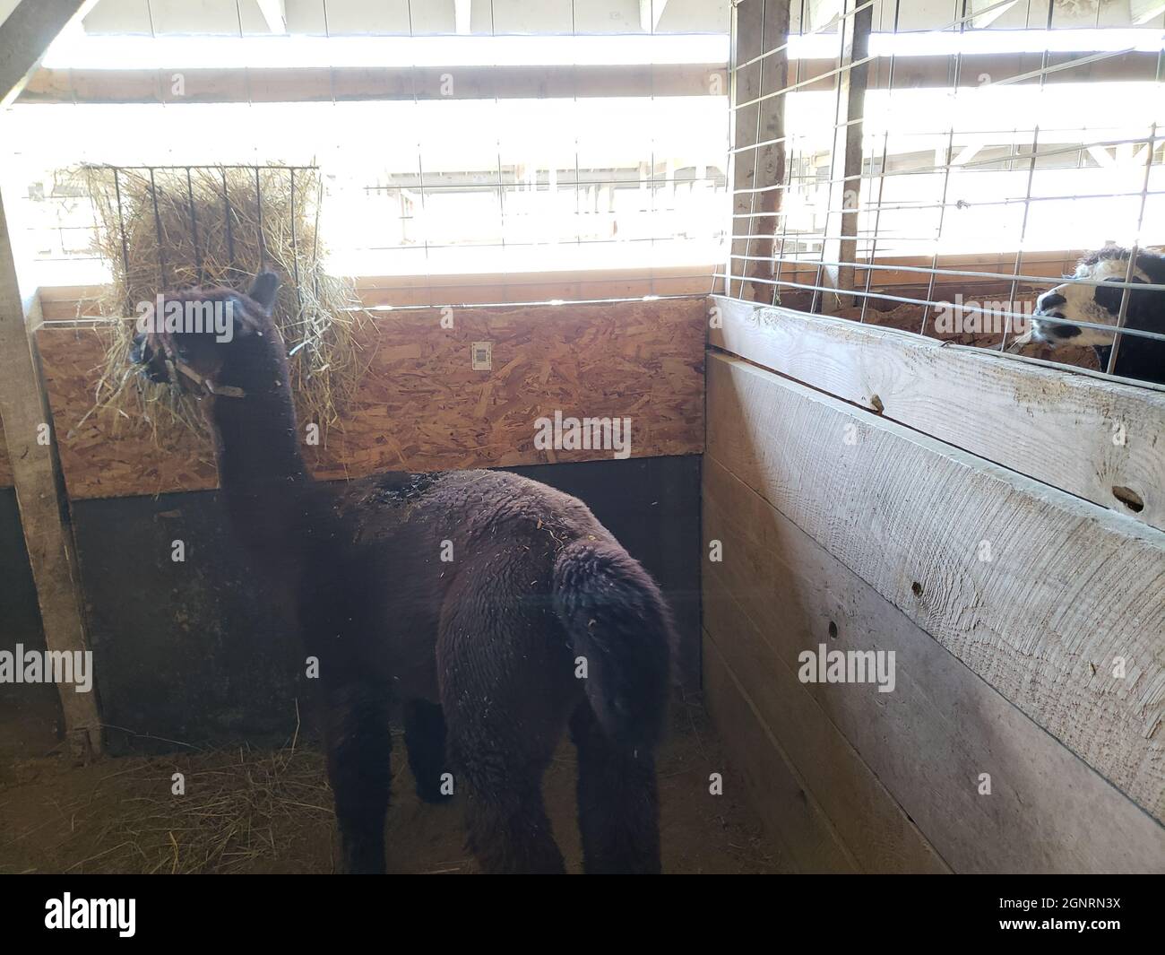 Pair of Alpacas in a Pen Stock Photo - Alamy