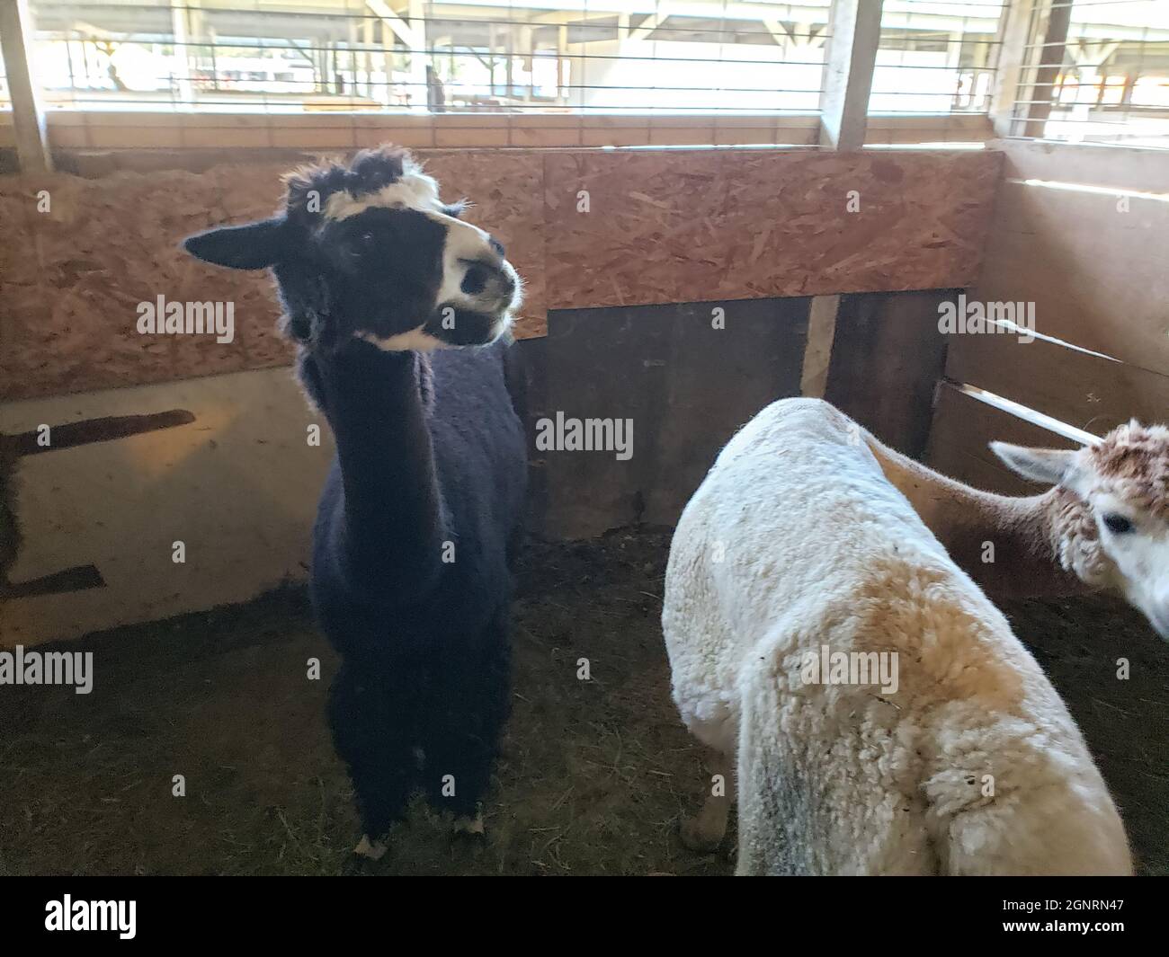 Pair of Alpacas in a Pen Stock Photo - Alamy