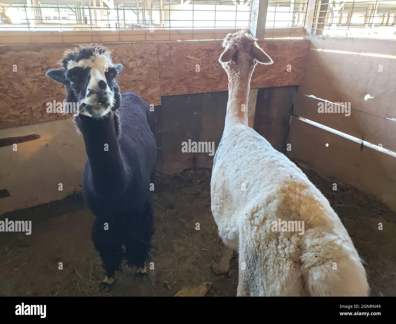 Pair of Alpacas in a Pen Stock Photo - Alamy
