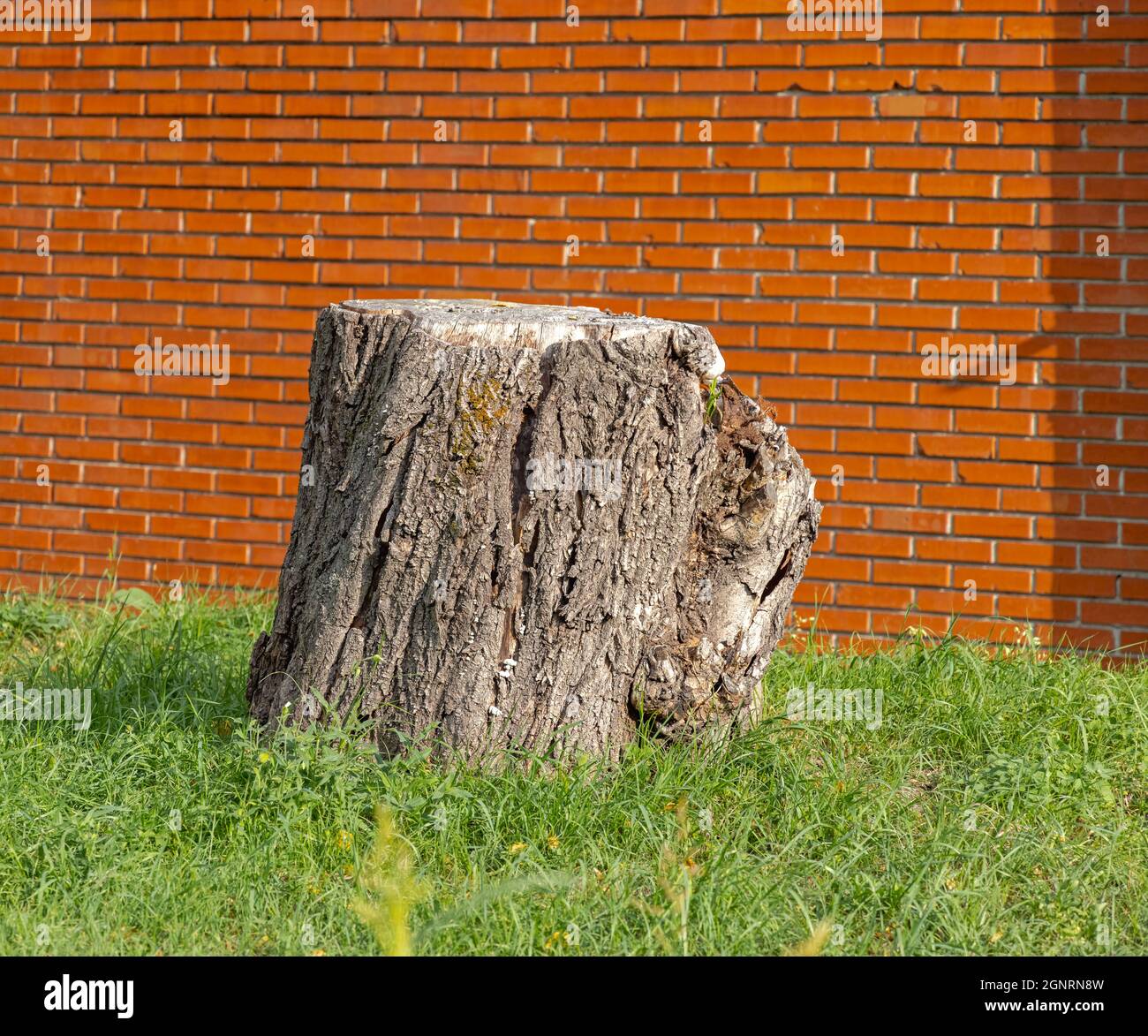 Old trunk cutted tree hi-res stock photography and images - Alamy