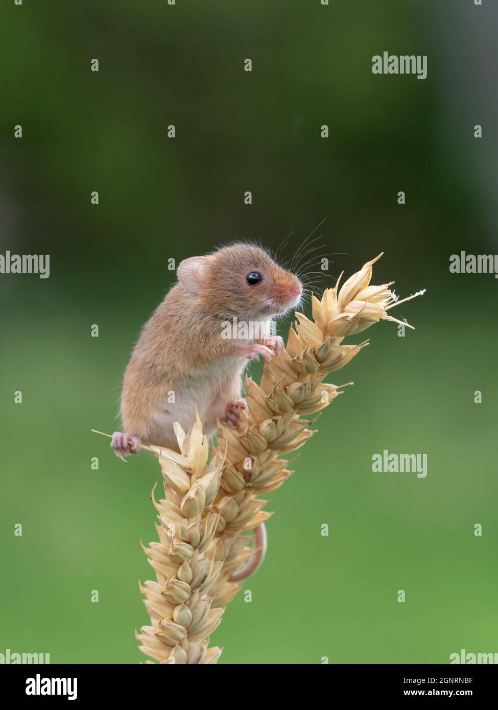 Eurasian Harvest Mouse (Micromys minutus) climbing up wheat seed head ...