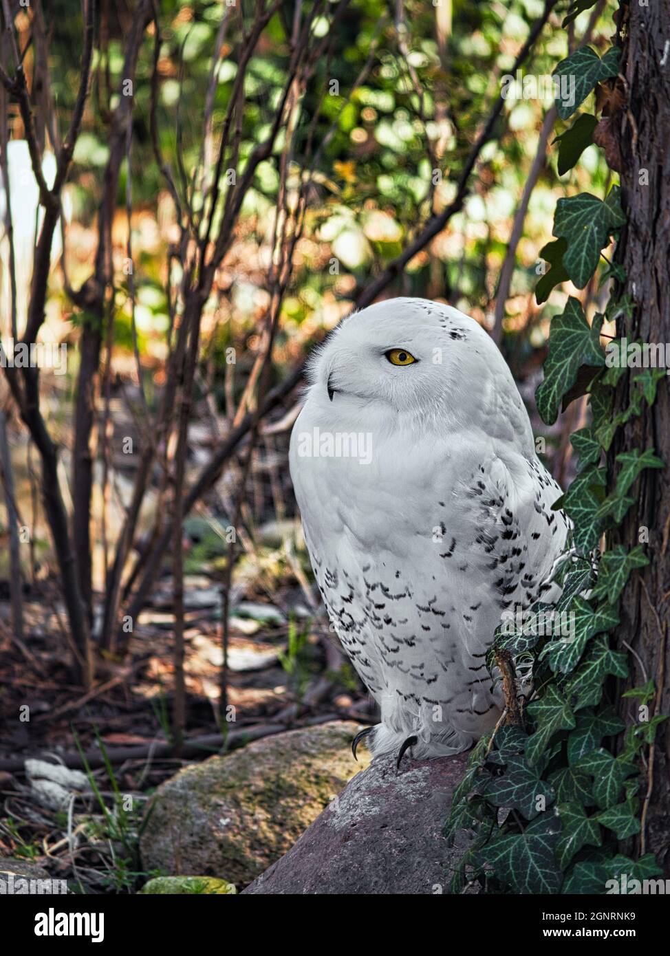 Snowy owl at Zoo with beautiful white plumage. very relaxed attitude ...