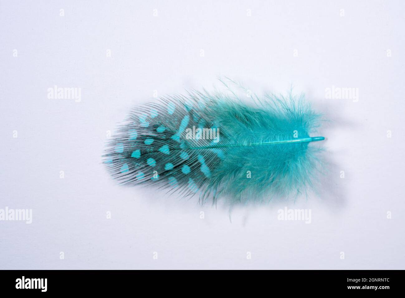 Bird feather photographed in detail with light plain background Stock ...