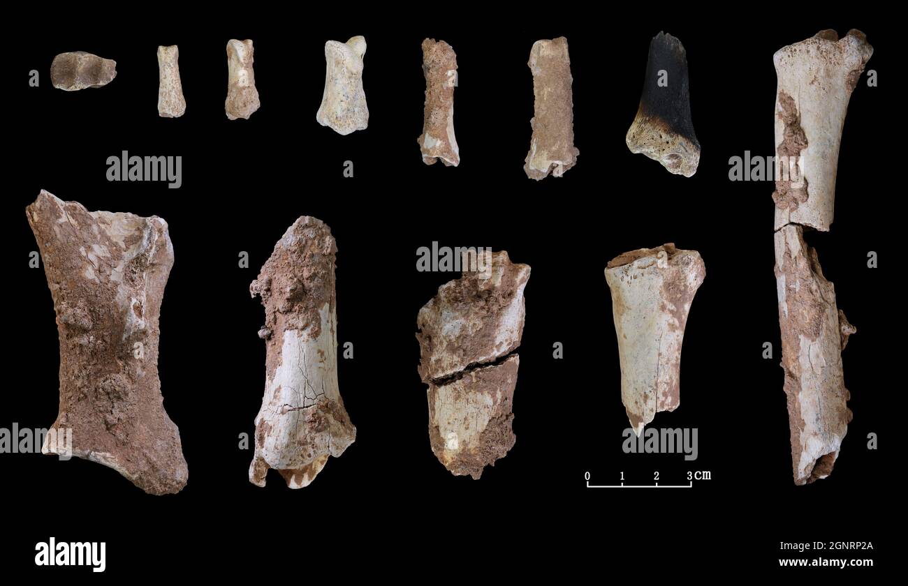 Paleolithic tools hi-res stock photography and images - Alamy