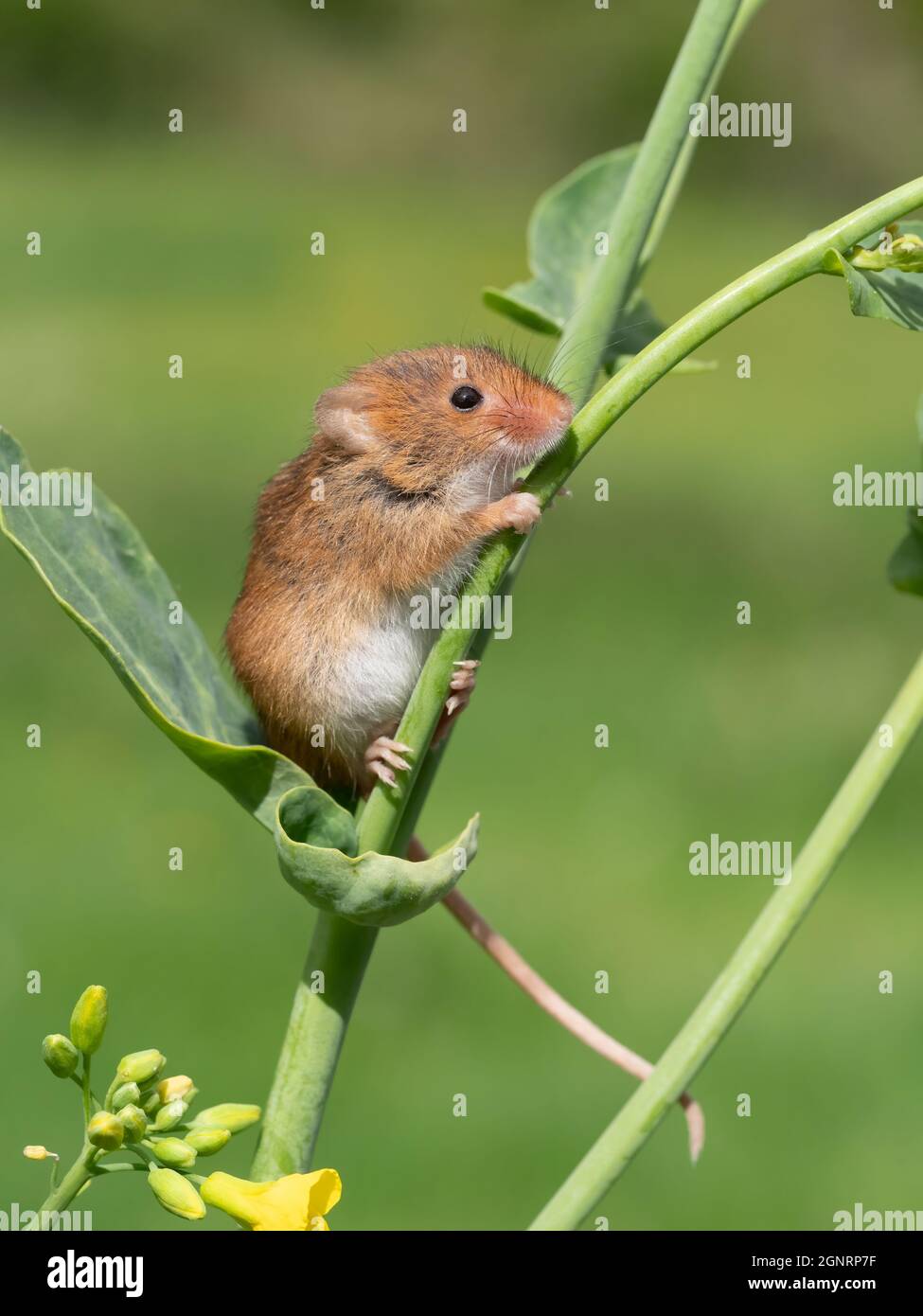 Eurasian Harvest Mouse (Micromys minutus) climbing up plant stem, UK ...