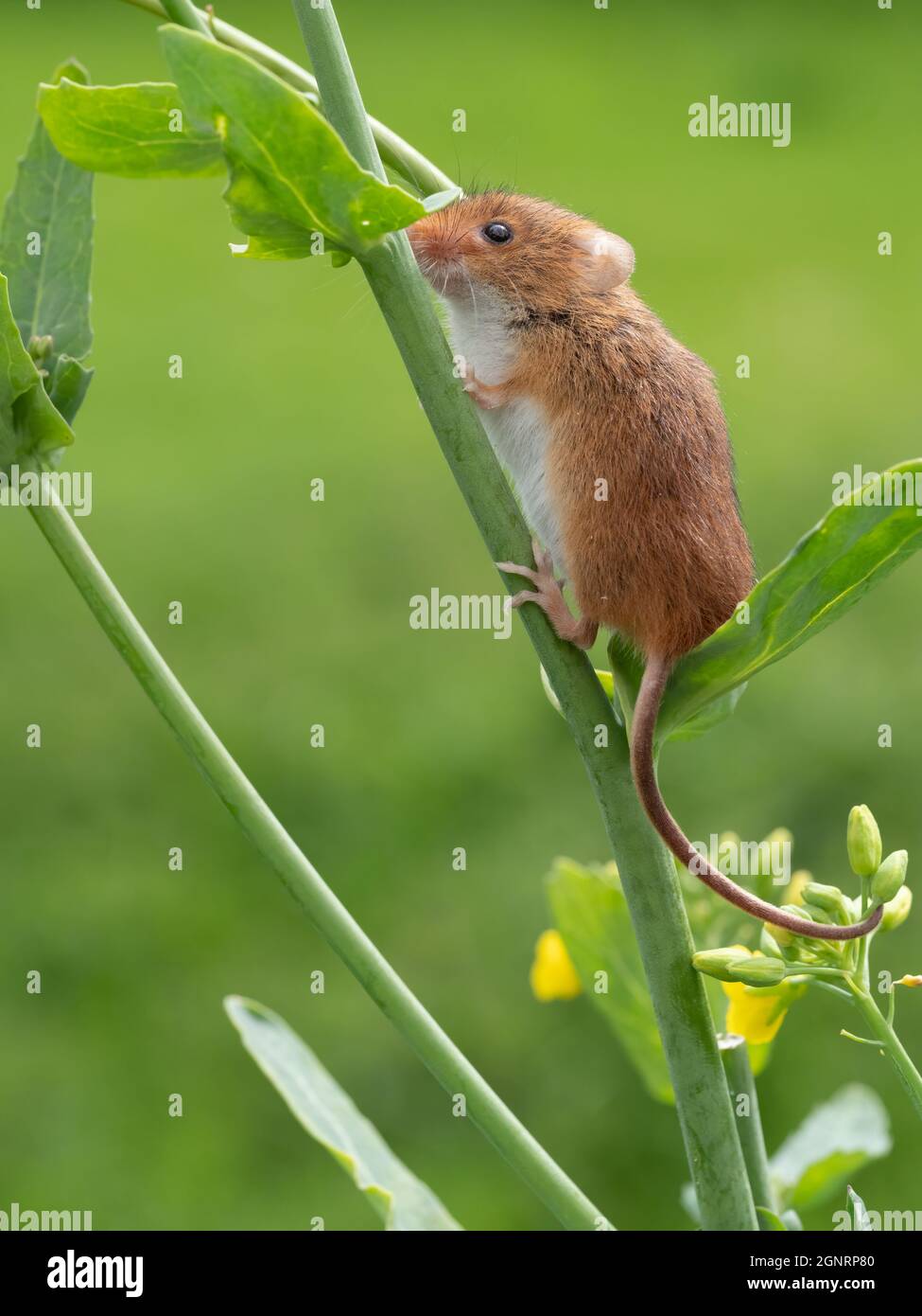 Eurasian Harvest Mouse (Micromys minutus) climbing up plant stem, UK ...