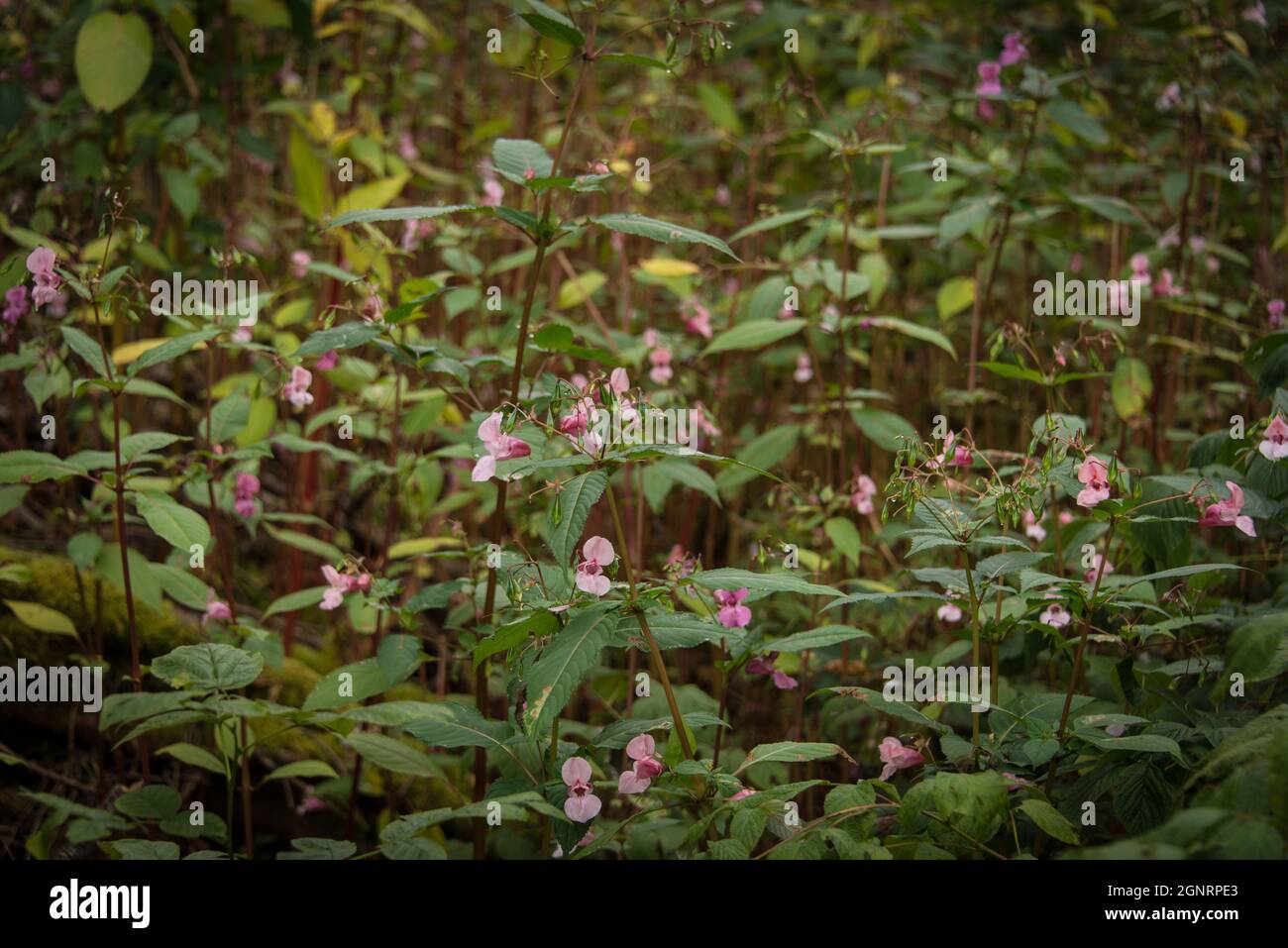 Invasive species: Blossoms of impatiens glandulifera, a common sight in ...