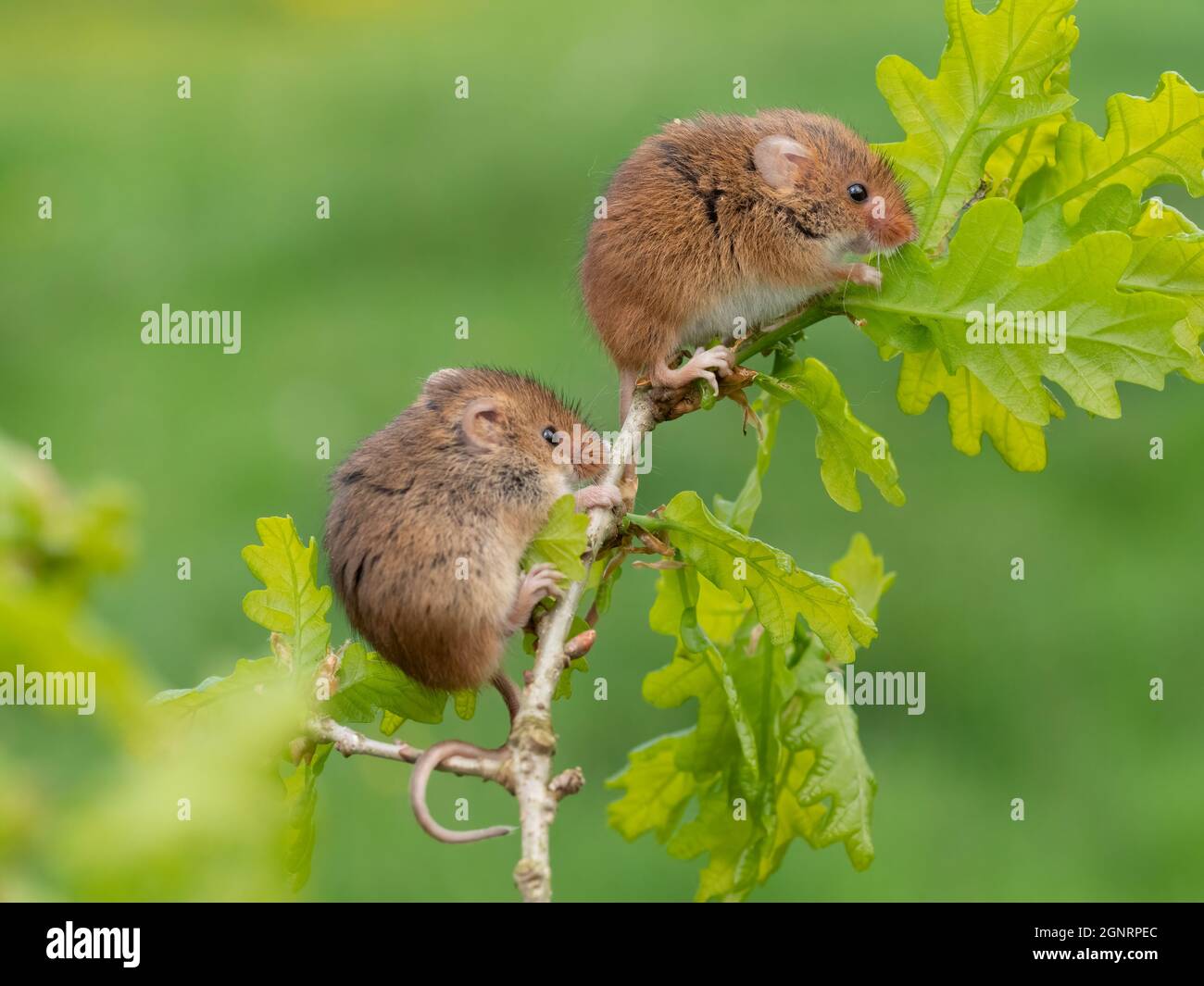 Eurasian Harvest Mouse (Micromys minutus) pair climbing on Oak Tree ...