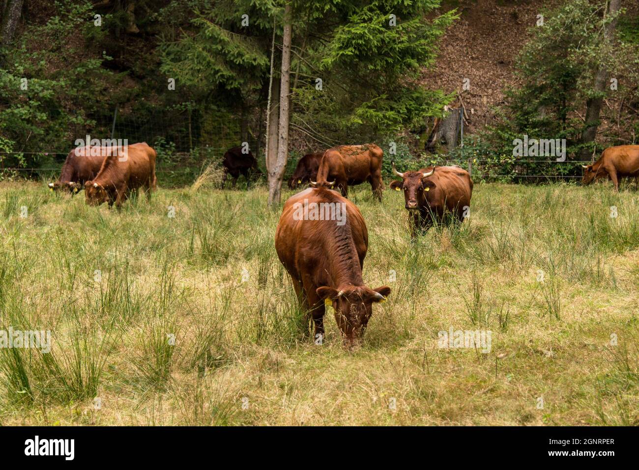Cows at a traditional wood pasture in a Bavarian forest Stock Photo - Alamy