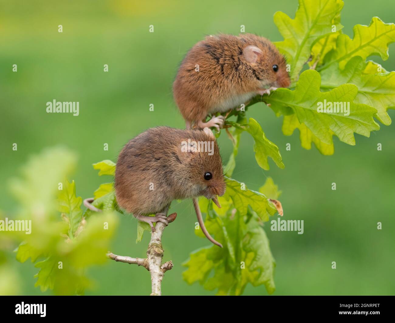 Eurasian Harvest Mouse (Micromys minutus) pair climbing on Oak Tree ...