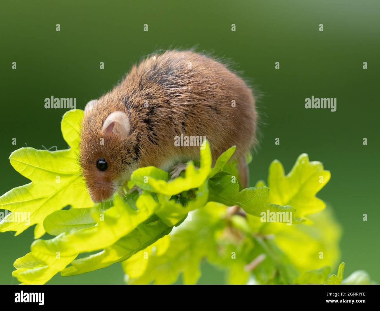 Eurasian Harvest Mouse (Micromys minutus) climbing on Oak Tree branch ...