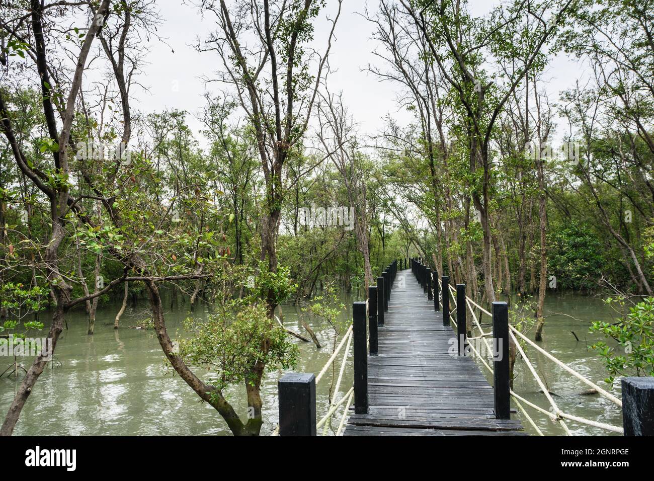 Mangrove forest walkway bridge Stock Photo - Alamy