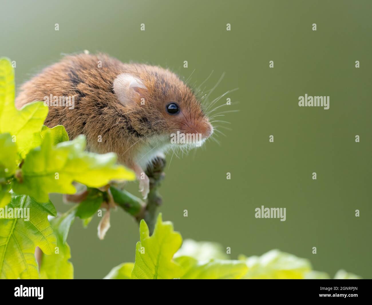 Eurasian Harvest Mouse (Micromys minutus) climbing on Oak Tree branch ...