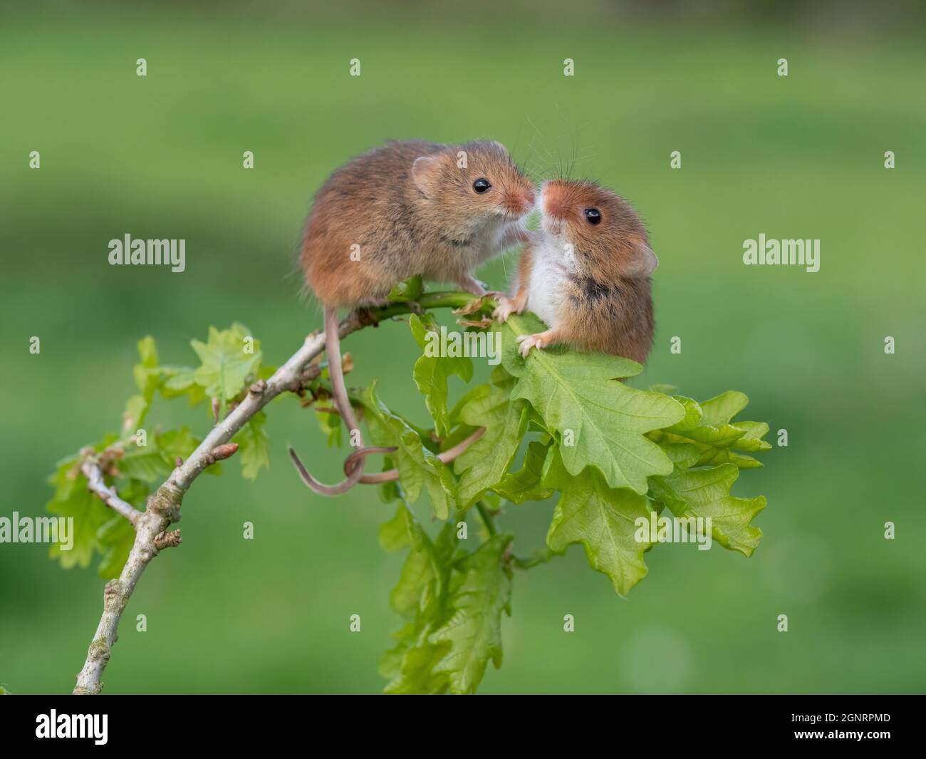 Eurasian Harvest Mouse (Micromys minutus) pair climbing on Oak Tree ...