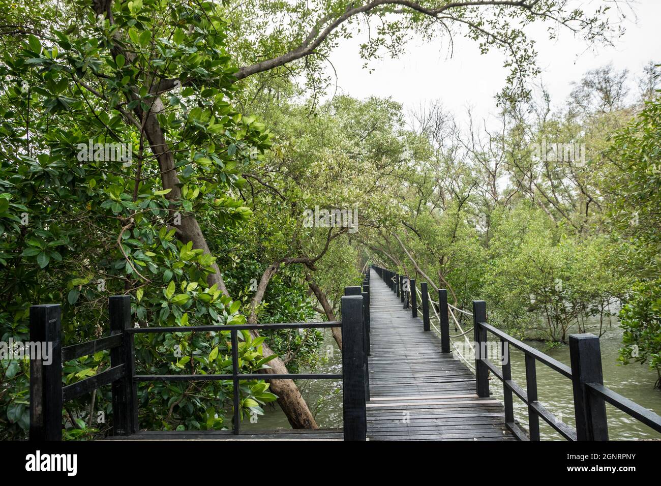 Mangrove forest walkway bridge Stock Photo - Alamy