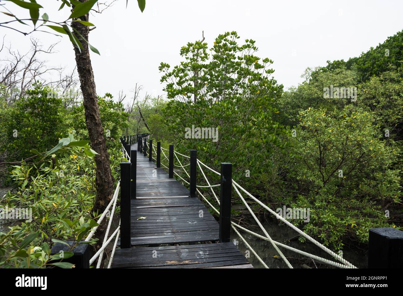 Mangrove forest walkway bridge Stock Photo - Alamy