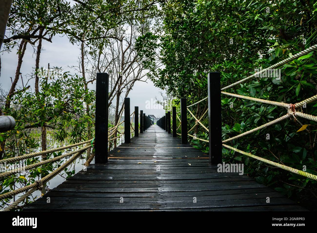 Mangrove forest walkway bridge Stock Photo - Alamy