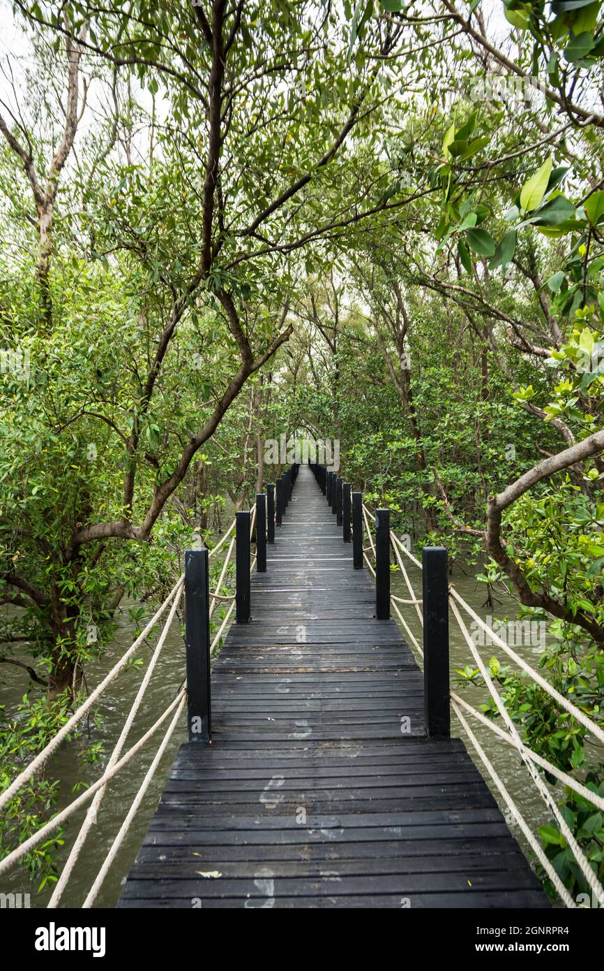 Mangrove forest walkway bridge Stock Photo - Alamy