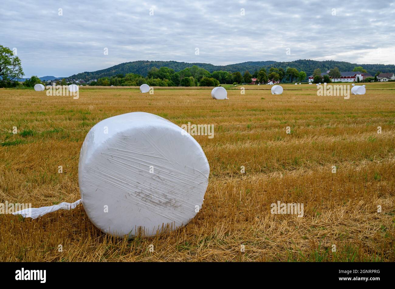 Hay balls wrapped in white plastic spread out on an agricultural field ...