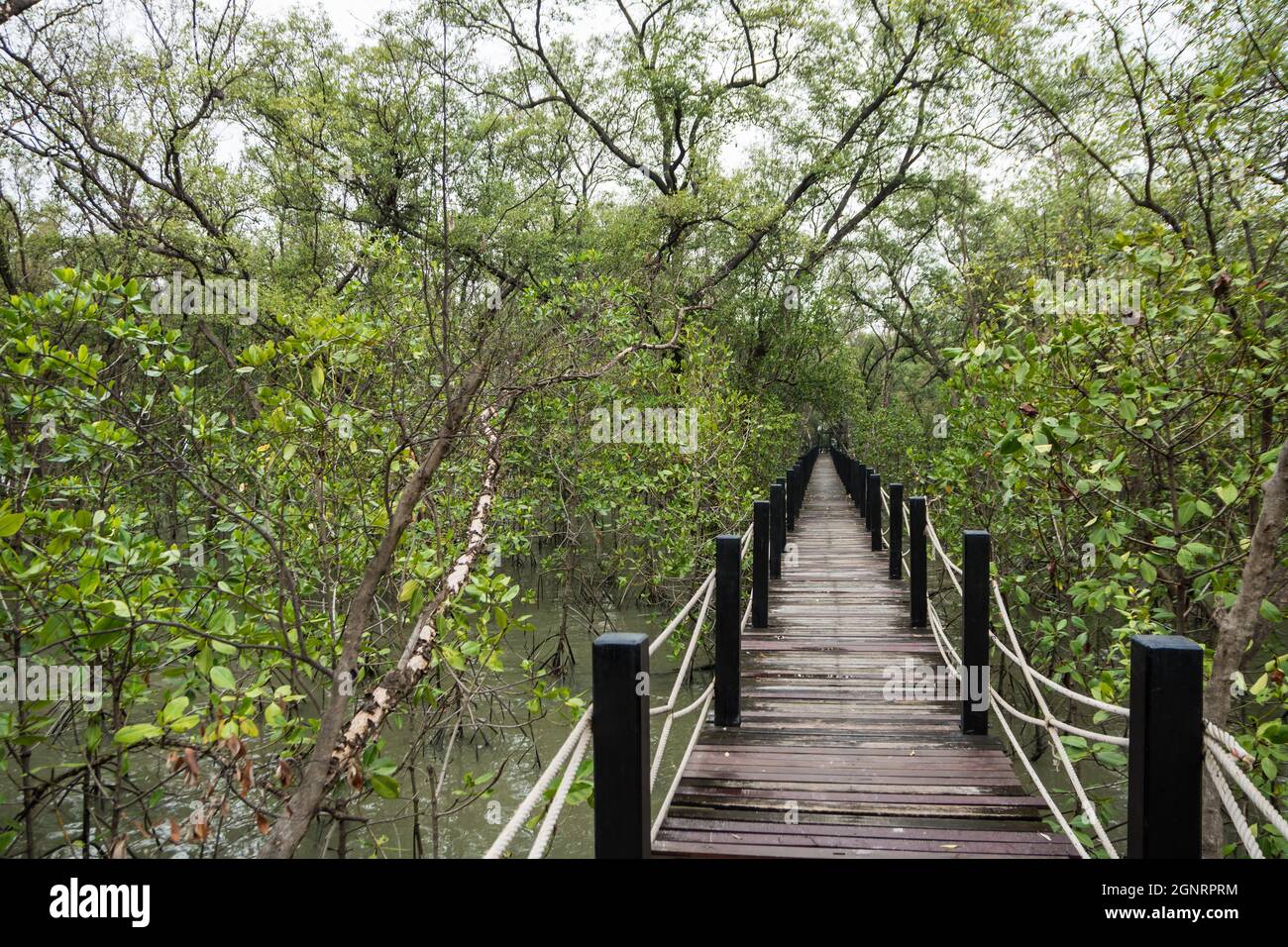 Mangrove forest walkway bridge Stock Photo - Alamy