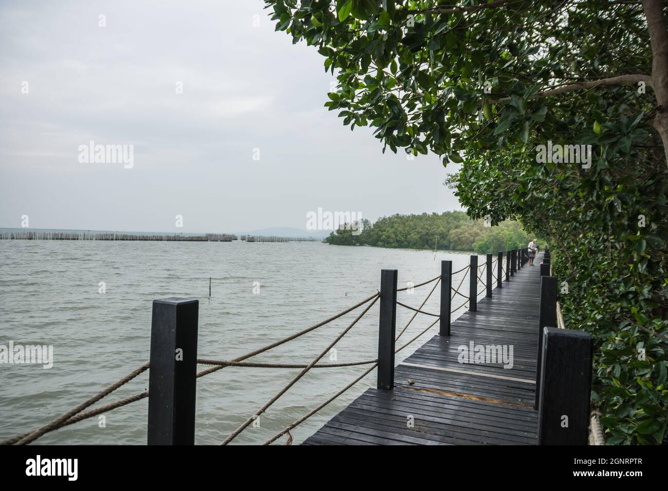 Mangrove forest walkway bridge Stock Photo - Alamy