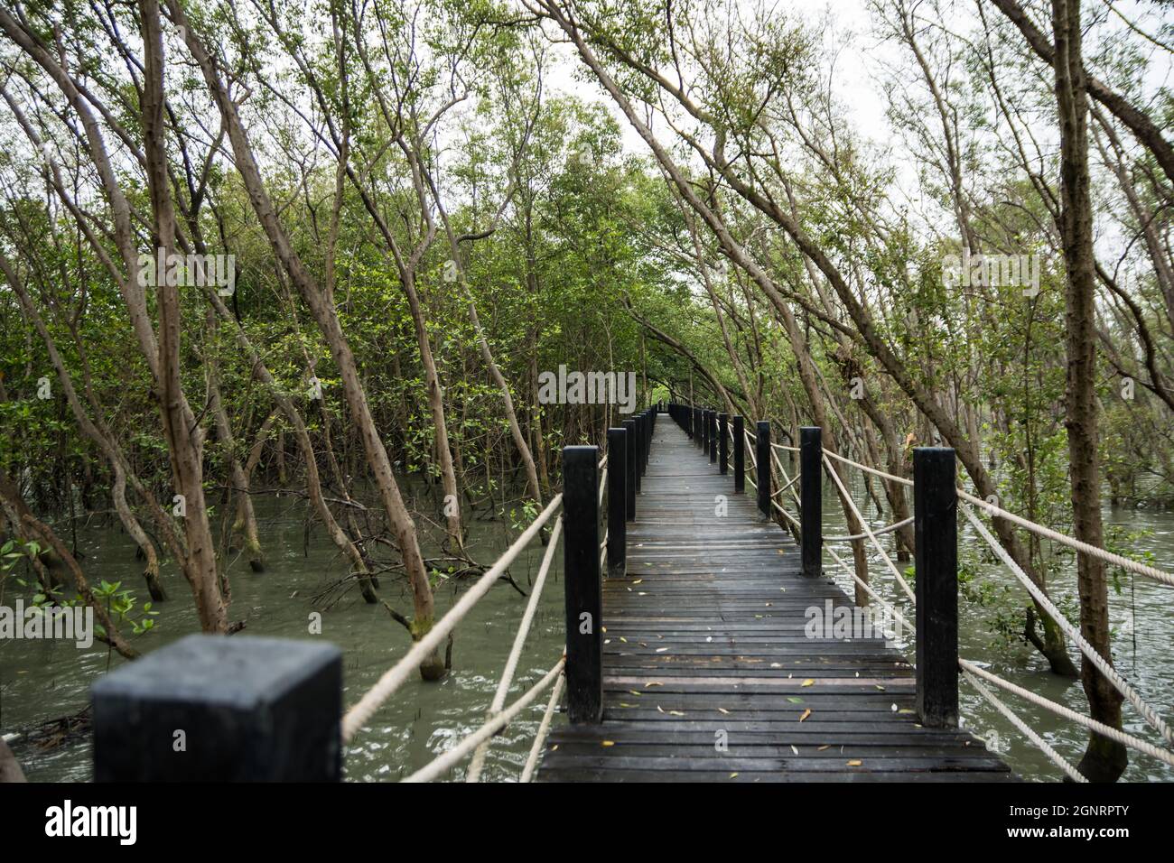 Mangrove forest walkway bridge Stock Photo - Alamy
