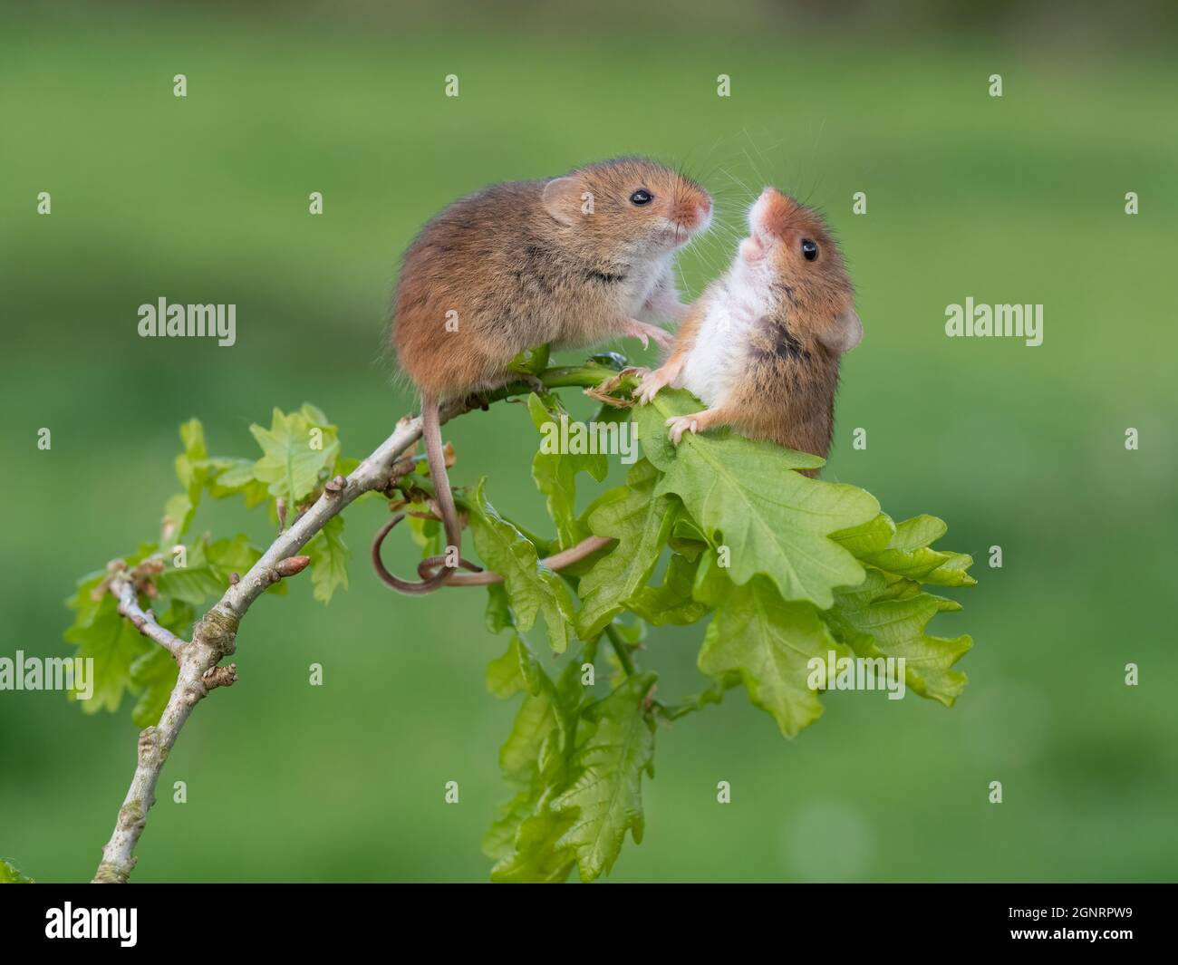 Eurasian Harvest Mouse (Micromys minutus) pair climbing on Oak Tree ...