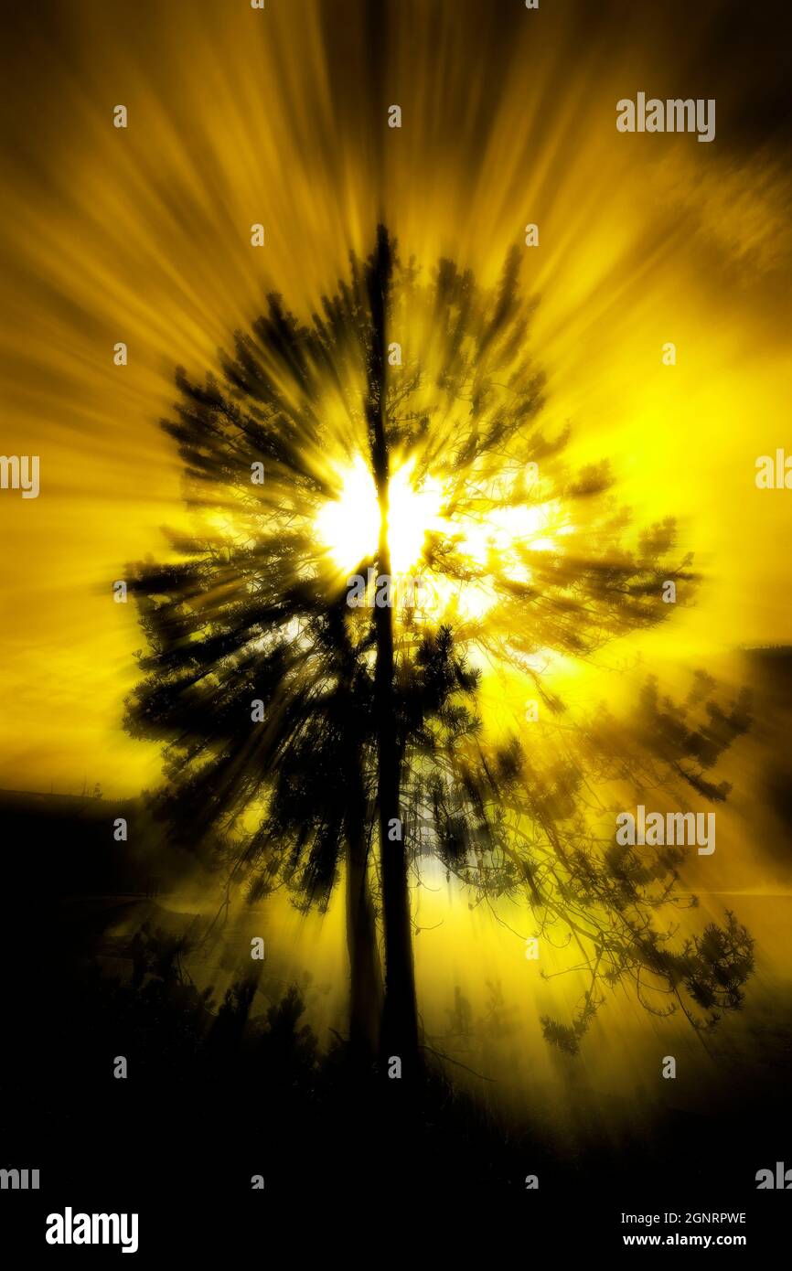 Steam and tree with sunlight rays sunshine sun blue sky Stock Photo - Alamy