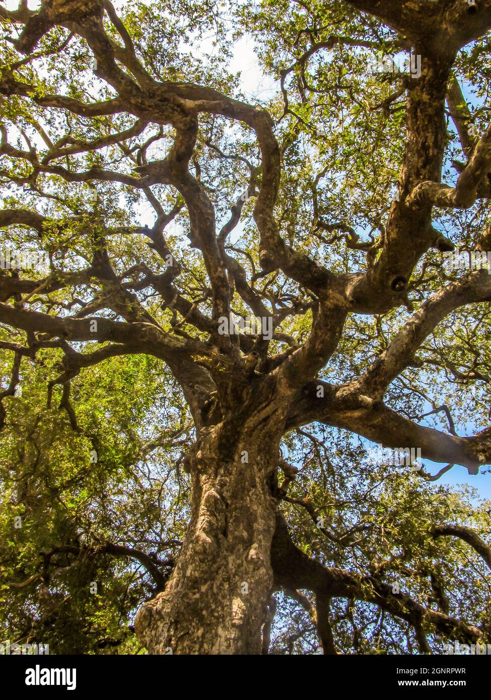 Looking up into the branches of a large Marula tree, Sclerocarya birrea ...