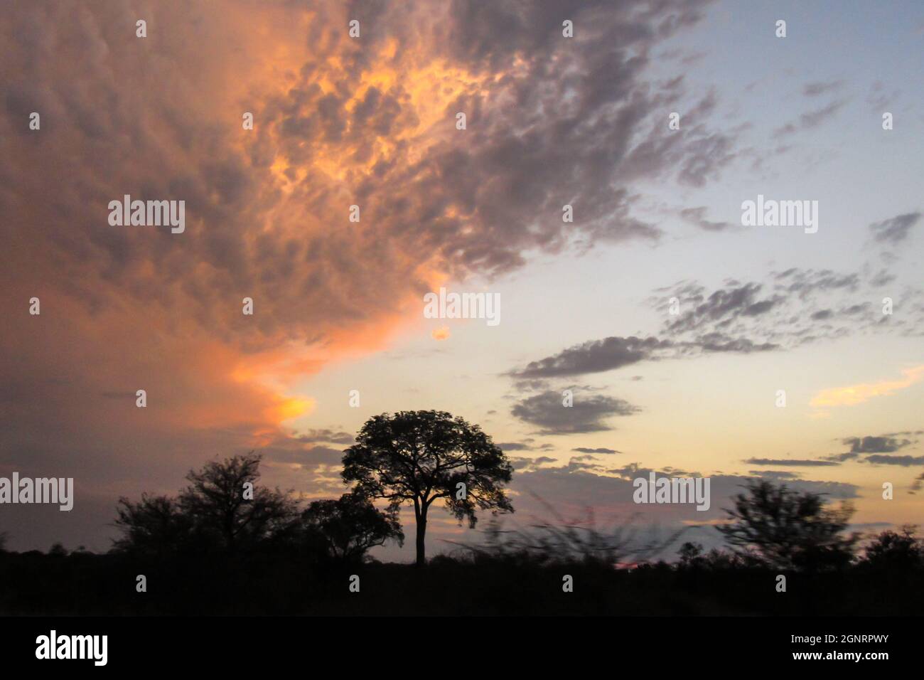 Marula tree hi-res stock photography and images - Alamy