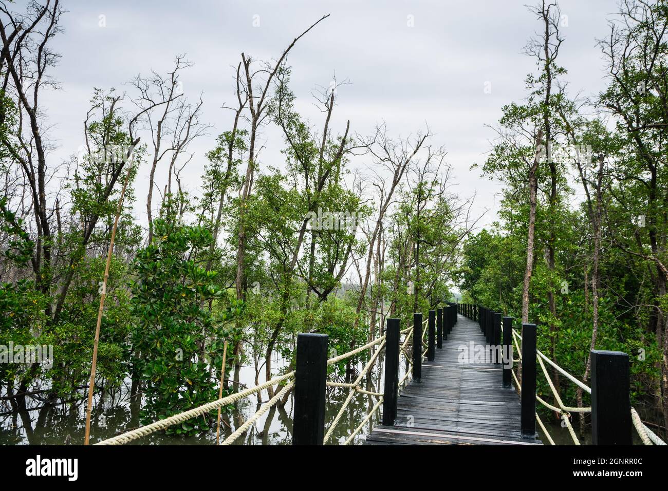 Mangrove forest walkway bridge Stock Photo - Alamy