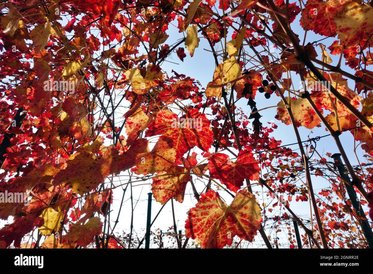red leaves of black lambrusco grapes in a vineyard in September in the ...