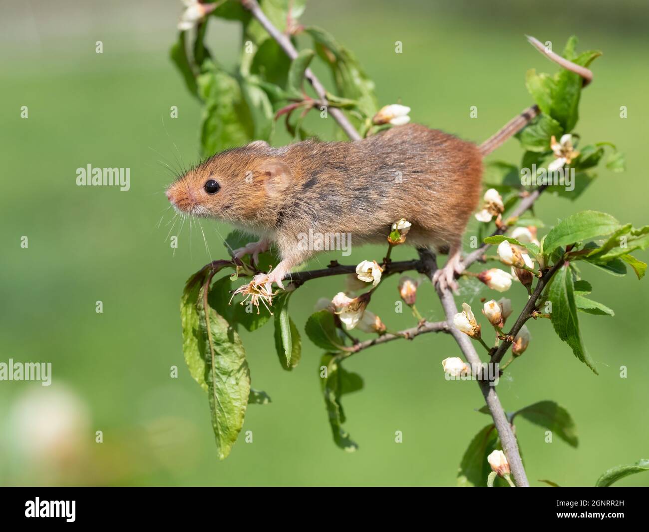 Eurasian Harvest Mouse (Micromys minutus) climbing up Hawthorn tree ...