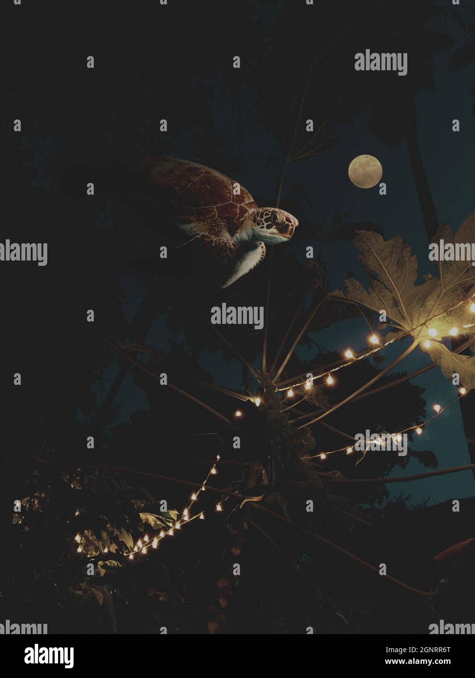 digital illustration of a turtle flying among the plants with lights at ...