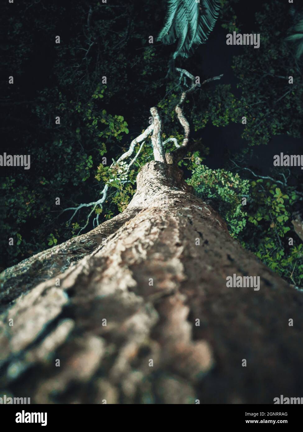 Grass with deep roots hi-res stock photography and images - Alamy